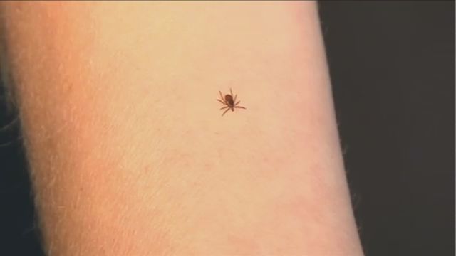 Despite cold temperatures, ticks out in full force