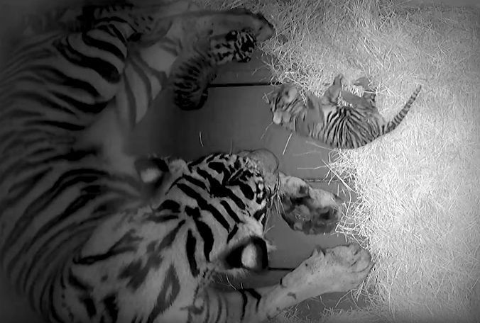 Tiger cubs born at Disney's Animal Kingdom