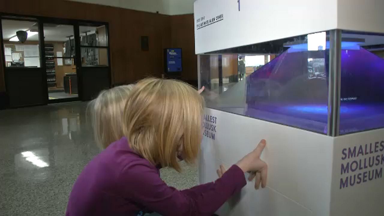 Micro mollusk museum on display inside the Brooklyn Public Library