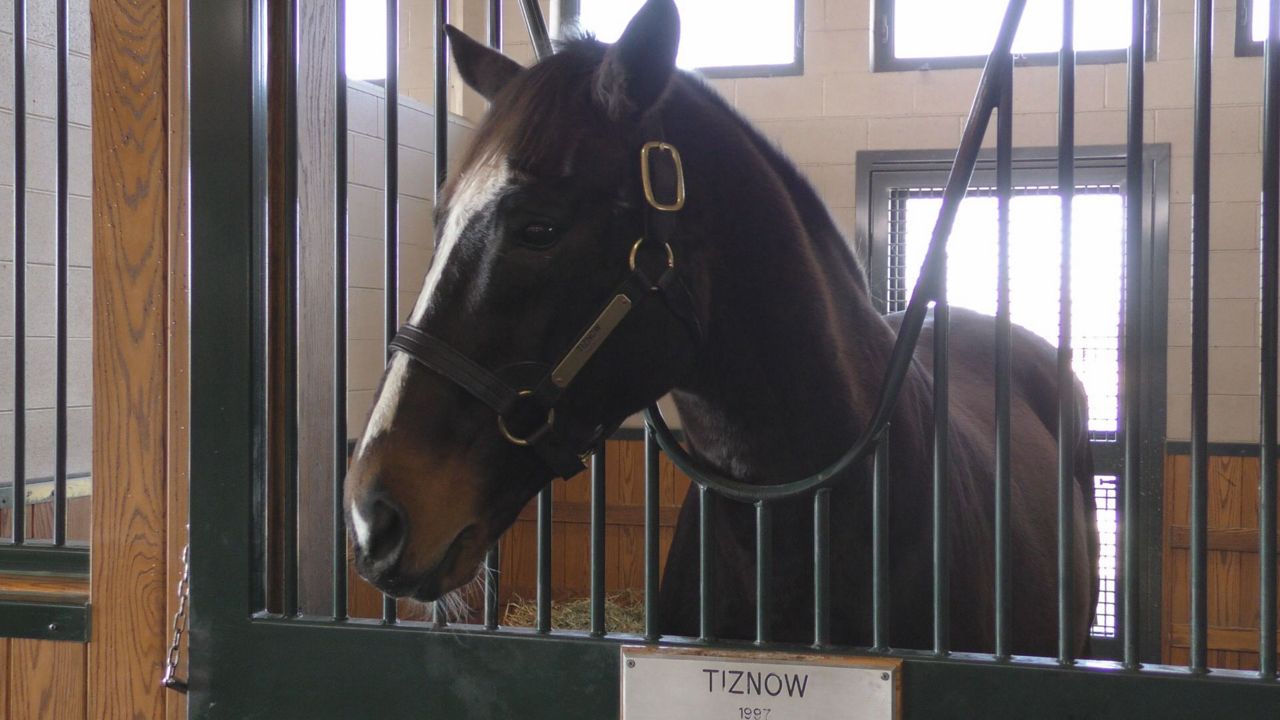 Racehorse Tiznow calls WinStar Farm home