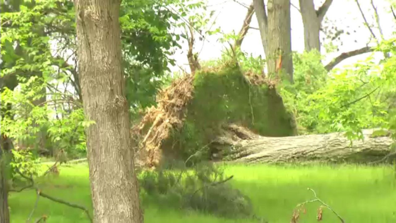 Crews continue work to repair tornado tree damage