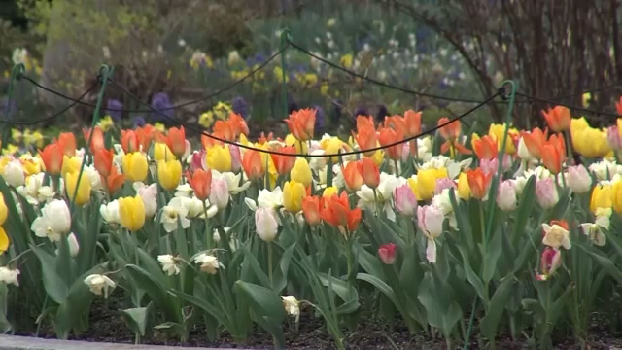 Spring in full bloom at Tower Hill botanic gardens