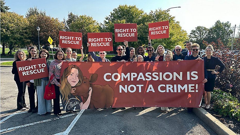 Animal advocates celebrate dismissal of missing cow case