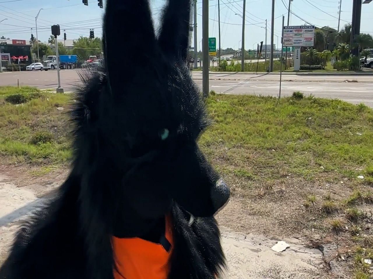 Tampa Bay man uses Trash Wolf persona to fight litter