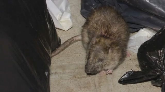 Mayor: New garbage cans will help put lid on rats