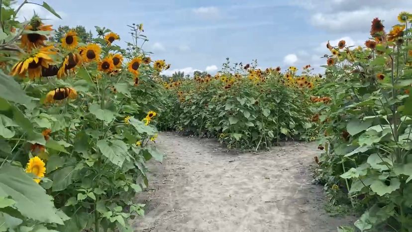 Trask Family Farms transitions from summer to fall