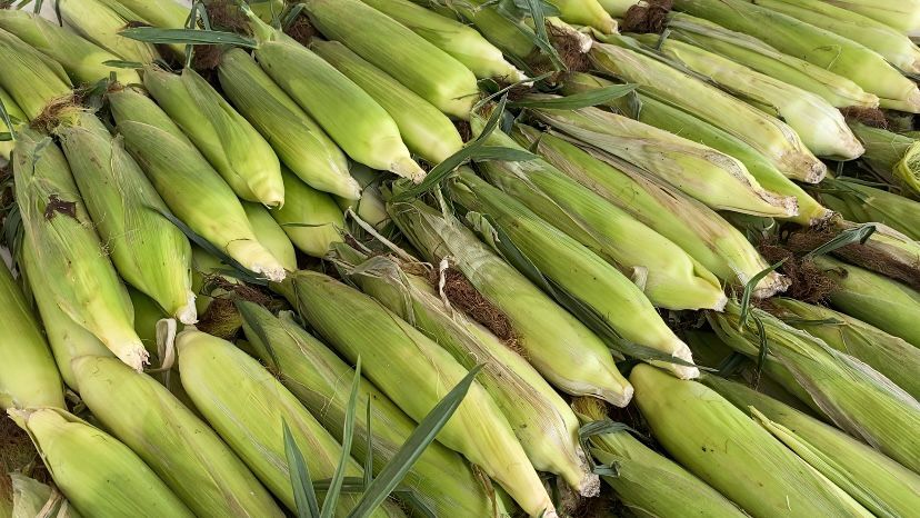 Trask Family Farms transitions from summer to fall