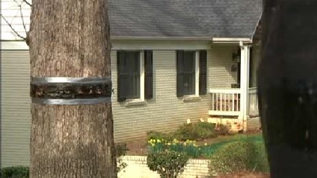 City Urges Residents to Remove Tree Bands for Cankerworms Now