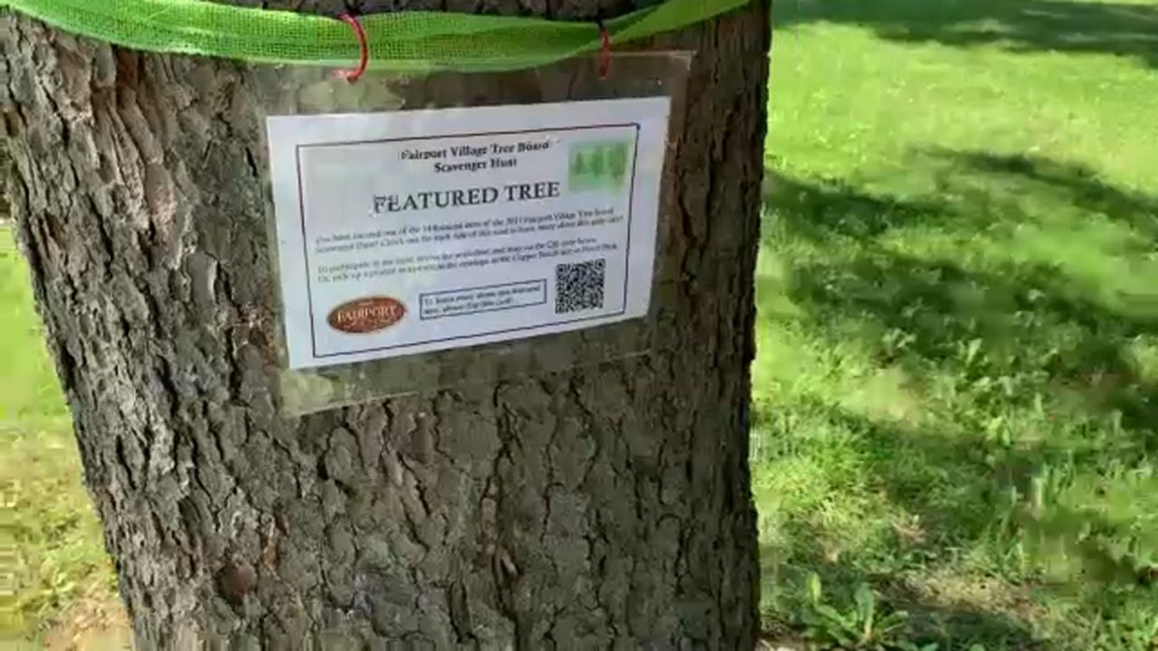 Fairport's Tree Scavenger hunt is back