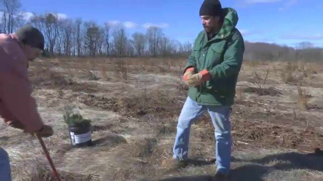 Pilot Mountain State Park gets 3,000 new trees