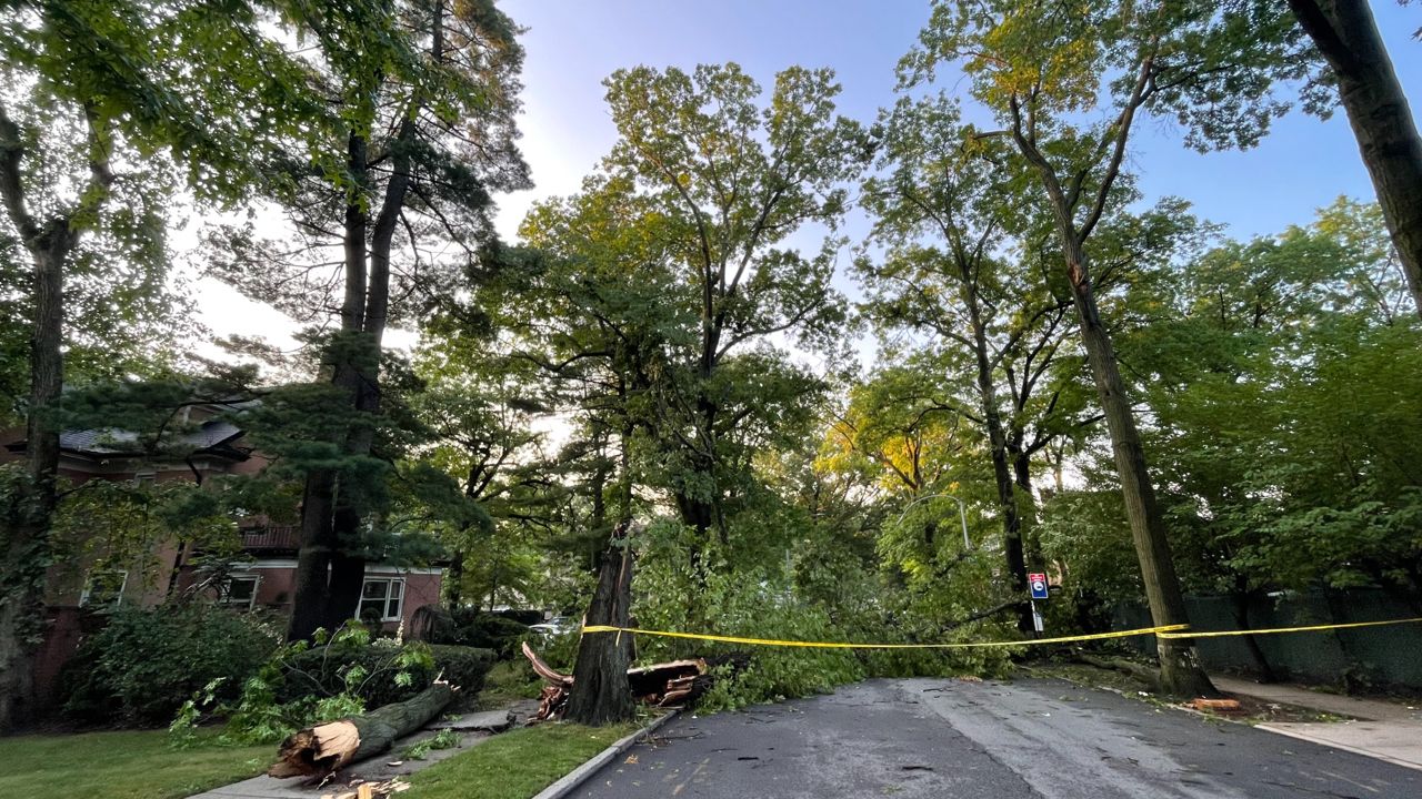 60 MPH winds tear down trees in Queens