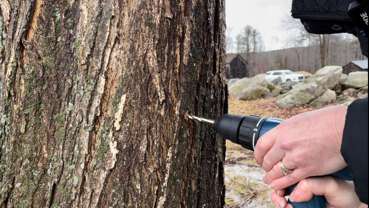 Sutton farm helps newcomers tap into maple sugaring