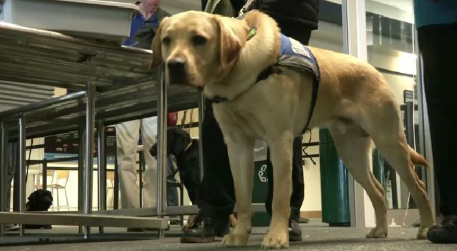 Guide Dogs in Training Attend Orientation at Elmira Corning Airport