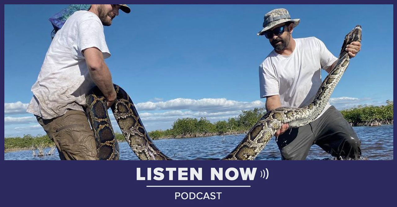 A huge challenge: Hunting Florida's pythons