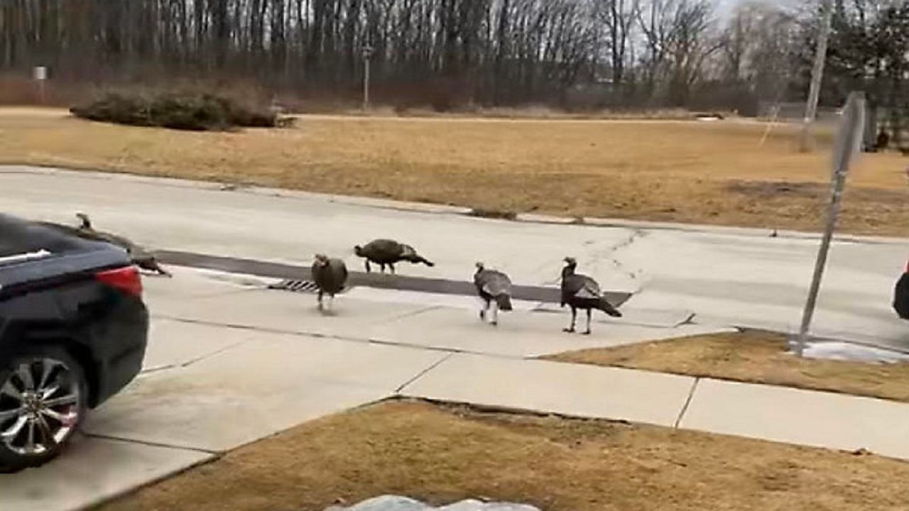 Turkeys continue to be a nuisance in Milwaukee suburbs
