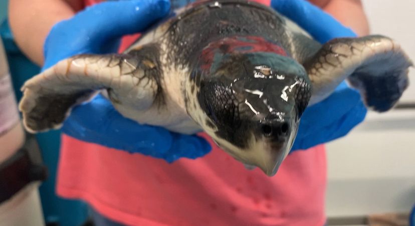 Treating cold stunned sea turtles