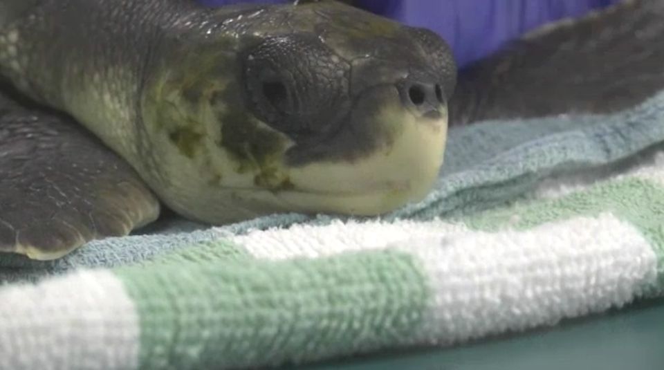 Sea Turtle season begins