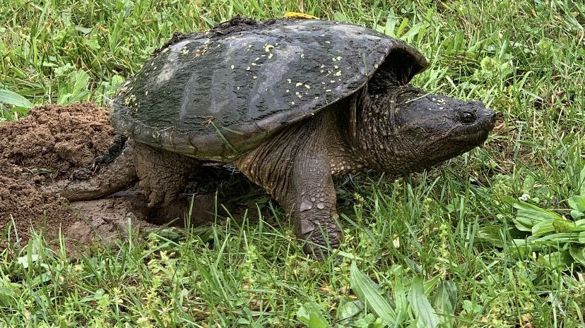 It's turtle nesting season across New York state