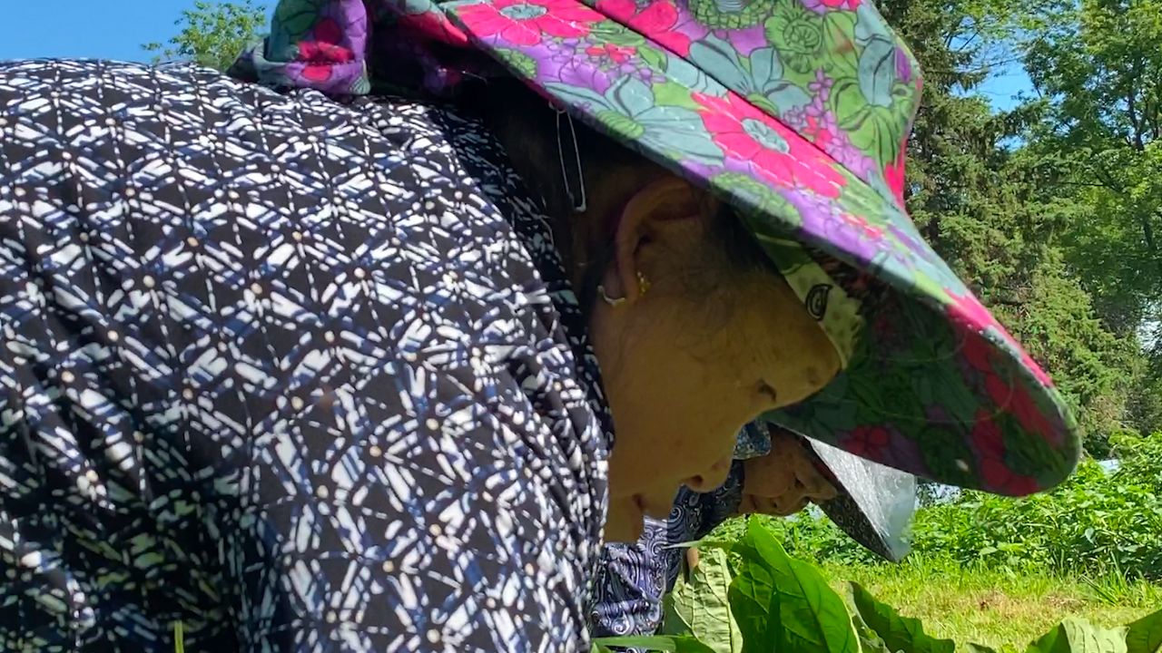 Hmong elders gardening Riverview Gardens