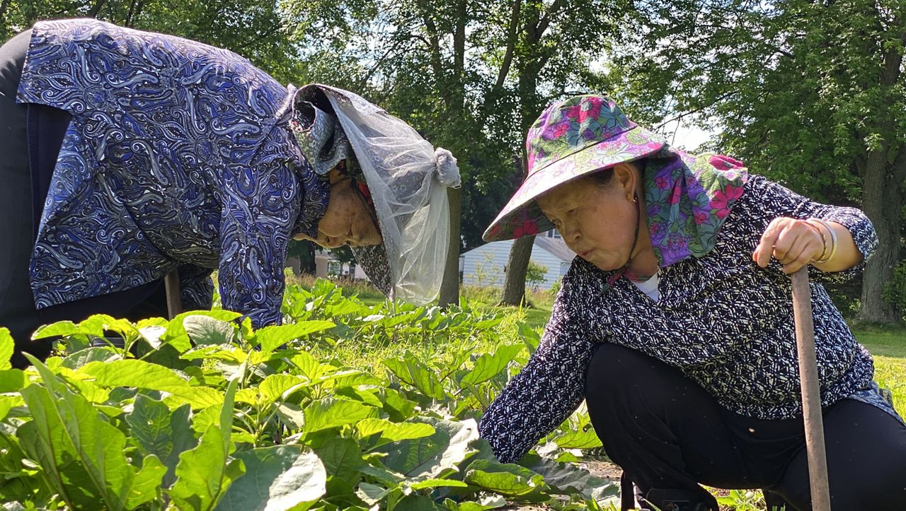 Hmong elders gardening Riverview Gardens