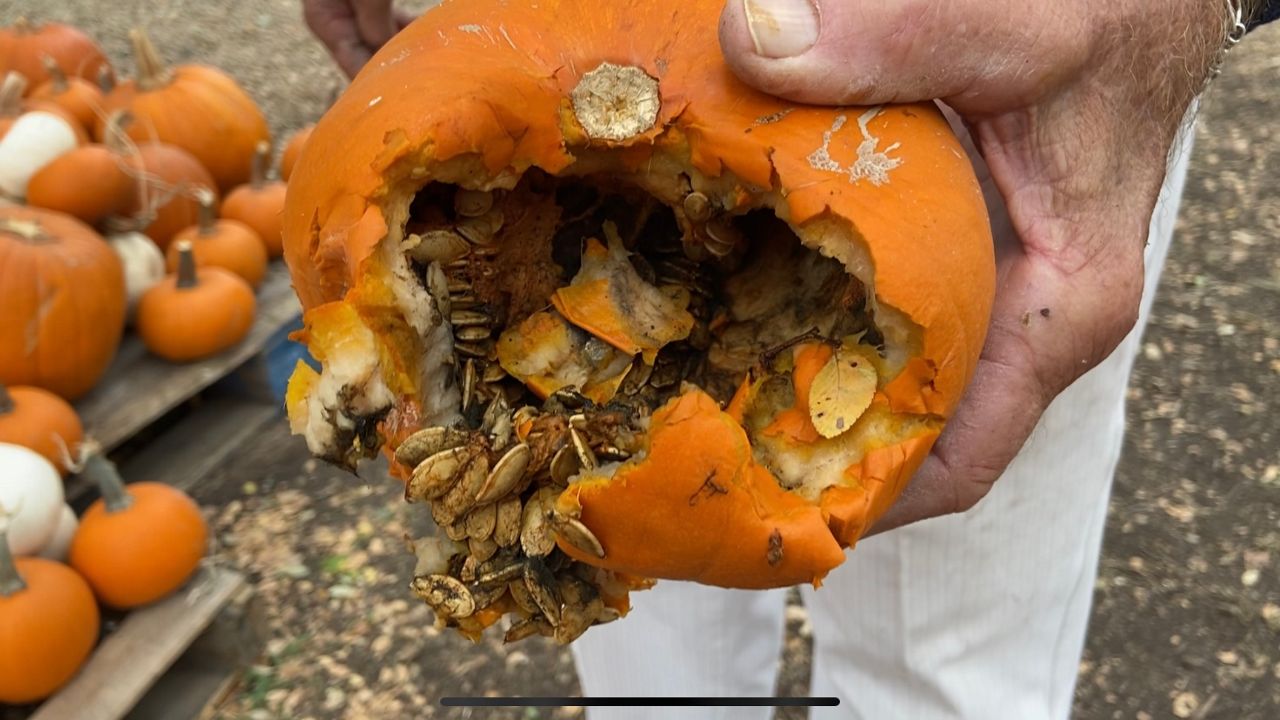 Texas Rancher Puts Ugly Pumpkins to Good Use