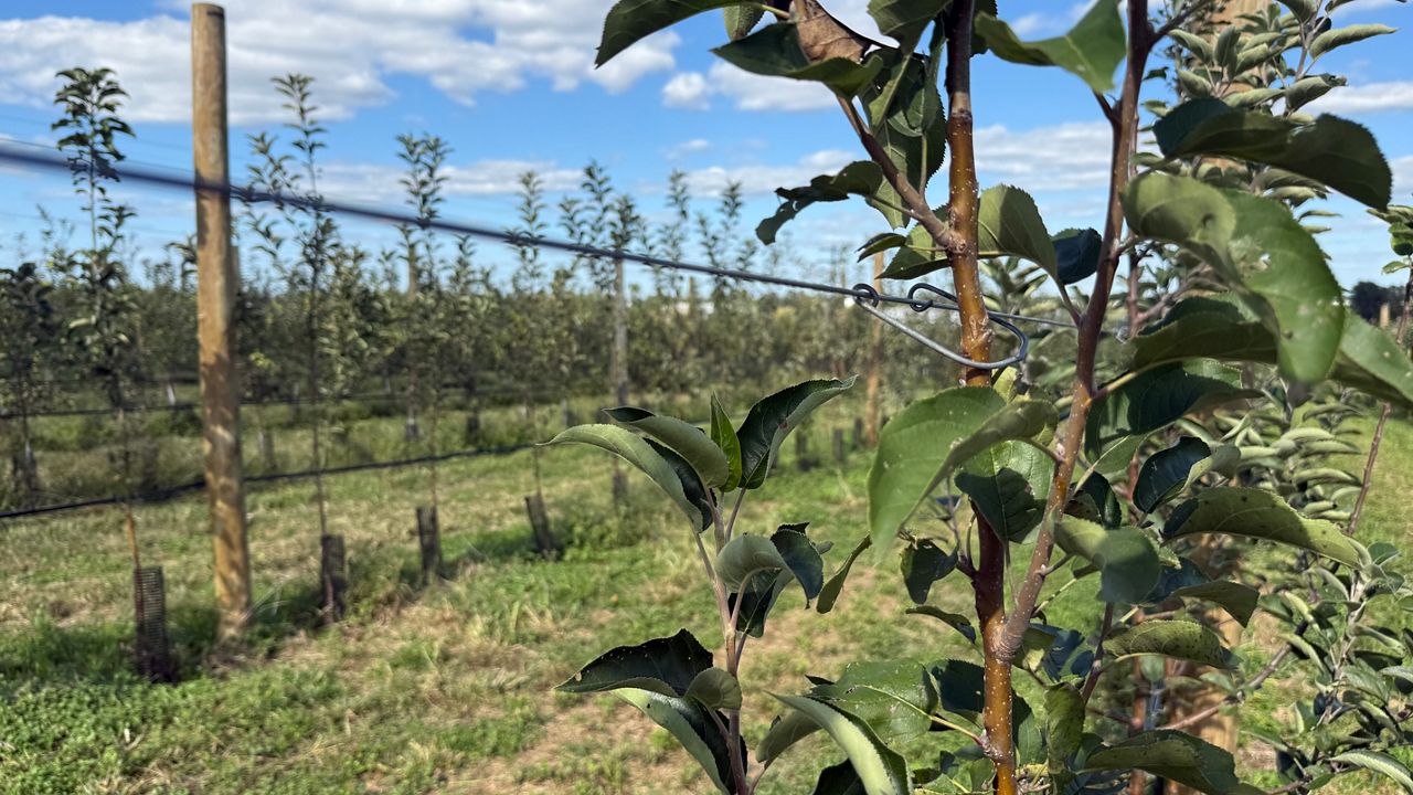 How apple production has evolved in Kentucky