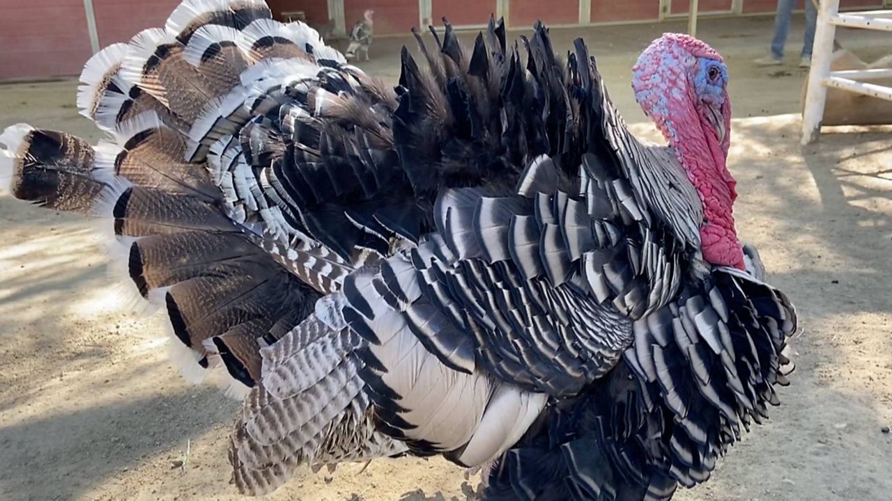 Save a turkey instead of eating one this Thanksgiving