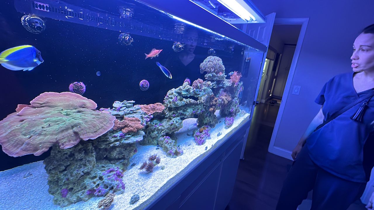 Bay area veterinarian specializes in aquatic animals