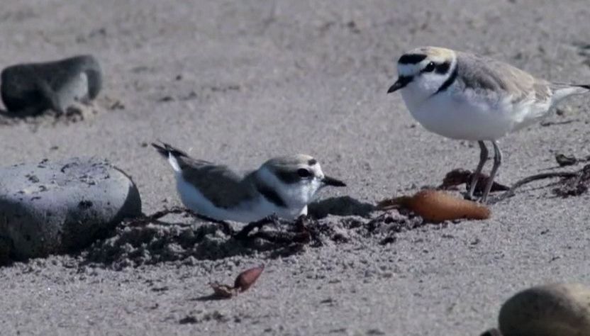 Rare Snowy Plover Nesting in LA County Beaches After Nearly 70 Years