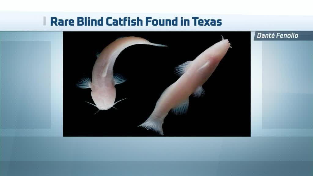 Rare Blind Catfish Found in Texas