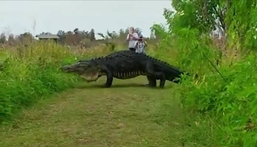 Gargantuan Gator Caught on Camera in Florida