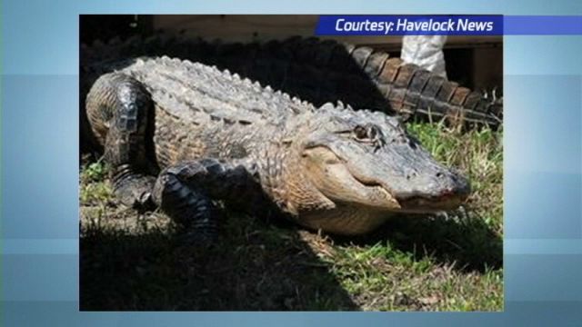 Six-Foot Long Alligator Relocated from Havelock Home