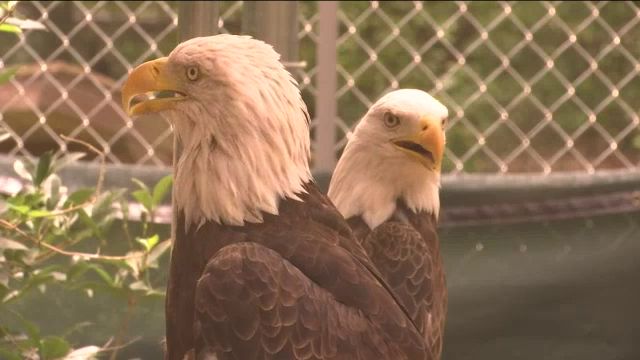Busy Year So Far for Carolina Raptor Center