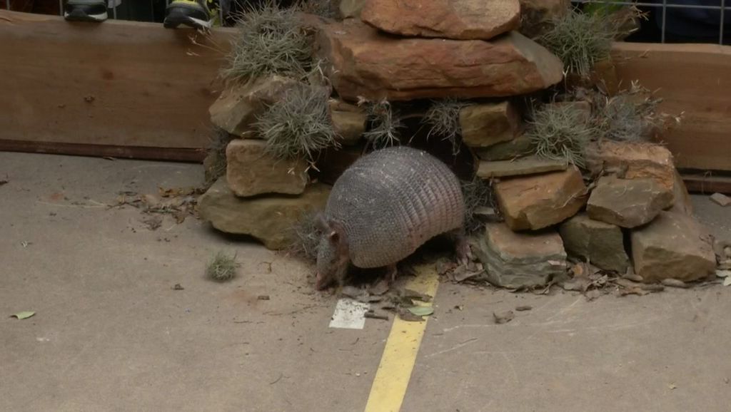 Bee Cave Bob Predicts Early Spring