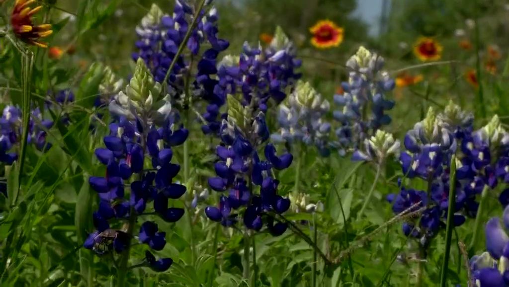 Fun Facts About Bluebonnets