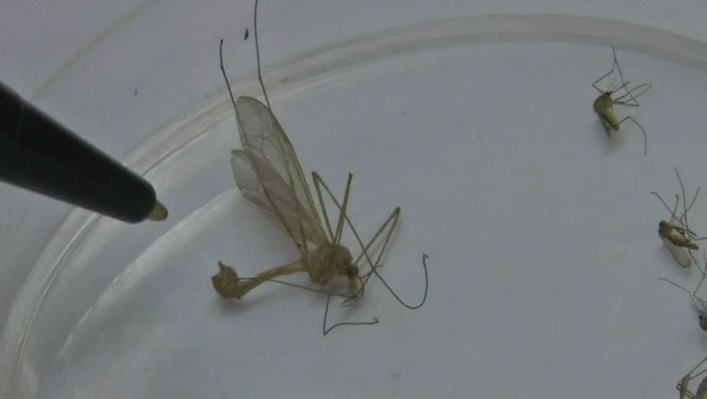 Big, Fake Mosquitoes Have Some Worried, But Experts Say Crane Flies Are ...
