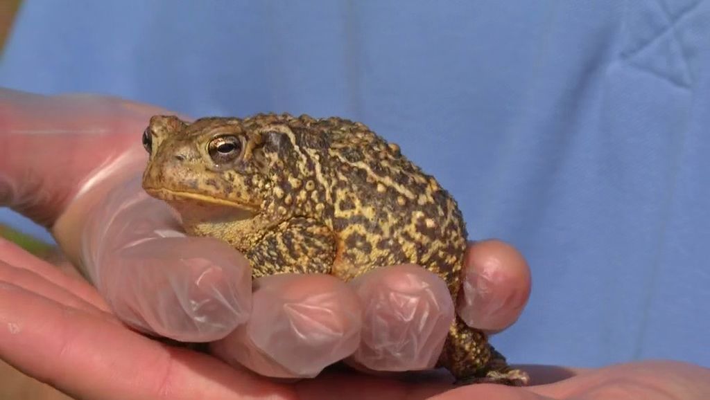 Texas landowners encouraged to protect endangered Houston toad