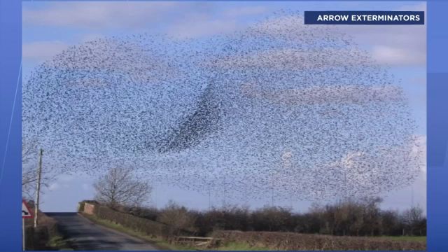 In Depth: How to Spring Bug Proof Your Home