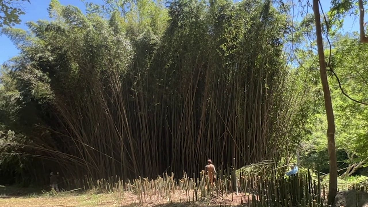 Volunteers clear invasive bamboo near Wilson Creek