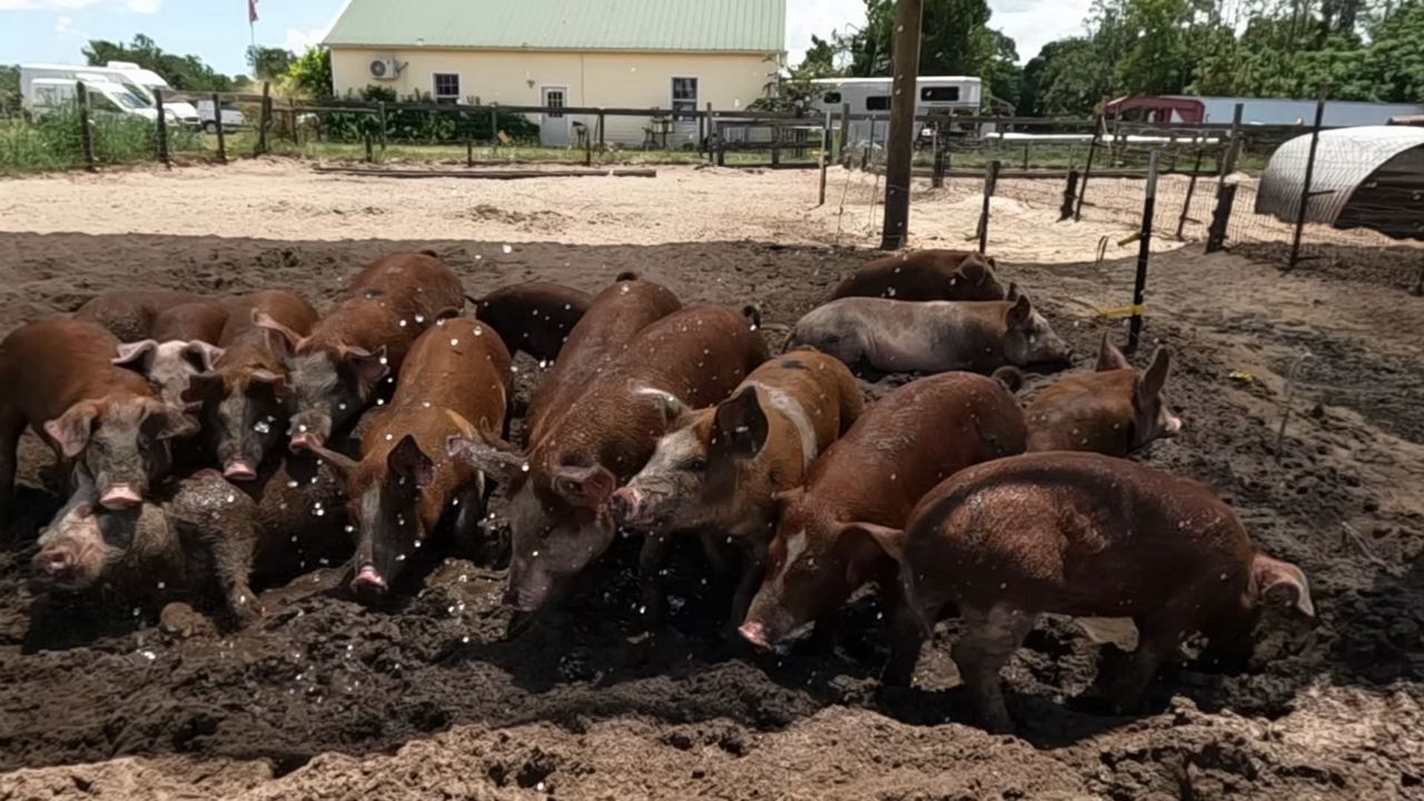 Groveland farm granted permit to help fend off urbanization