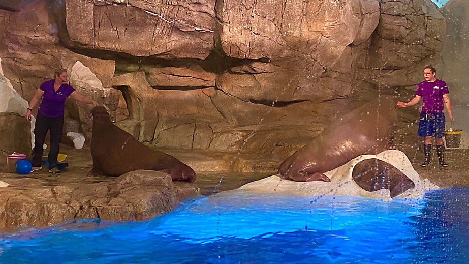 5 things to know about SeaWorld Orlando’s walruses