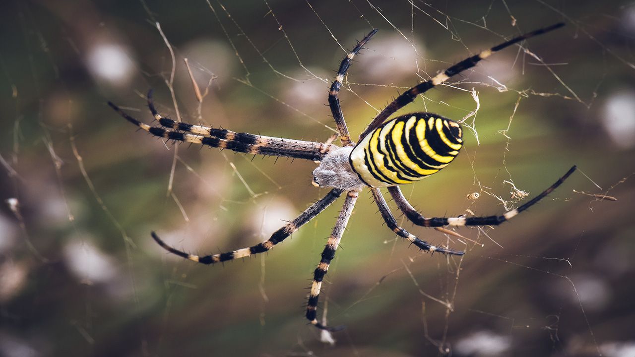 Autumn Can Bring More Spiders Into Your Home