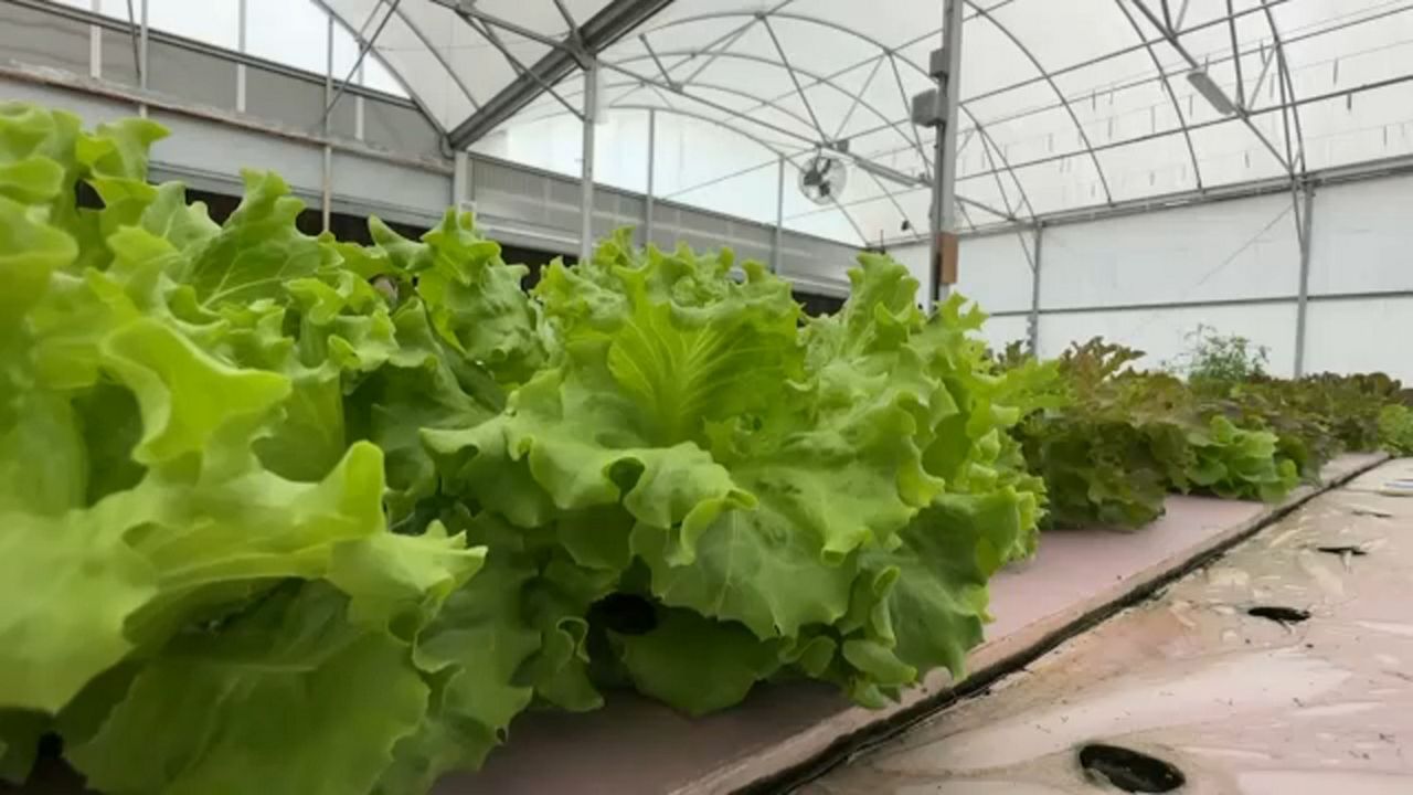 Tampa farm learned to save on water during drought