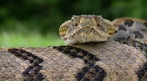 Displaced Rattlesnakes Seek Refuge in Austin Office Buildings