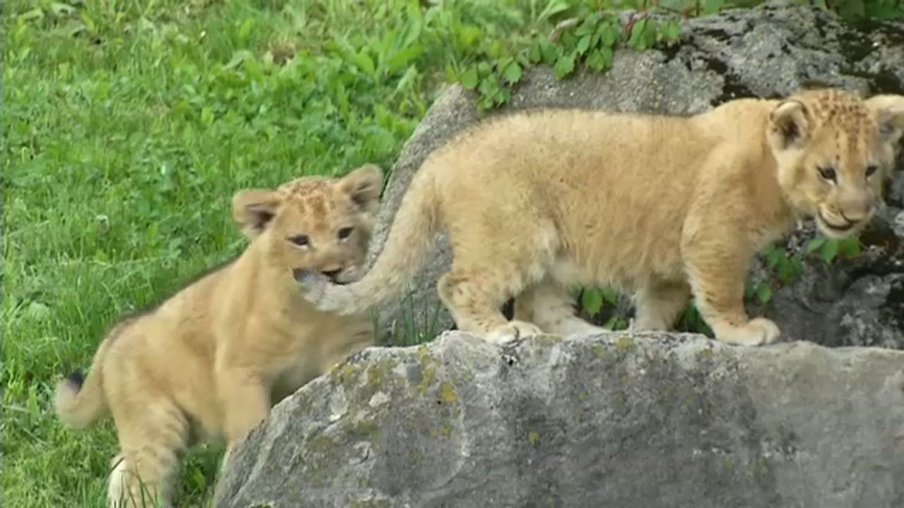 Meet the Buffalo Zoo's new lion cubs
