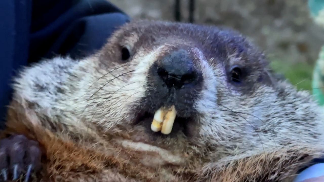 Dunkirk Dave calls early spring weather