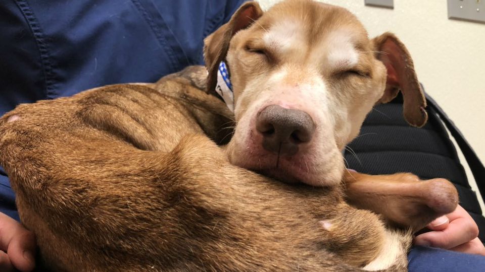 Emaciated Dog on the Road to Recovery