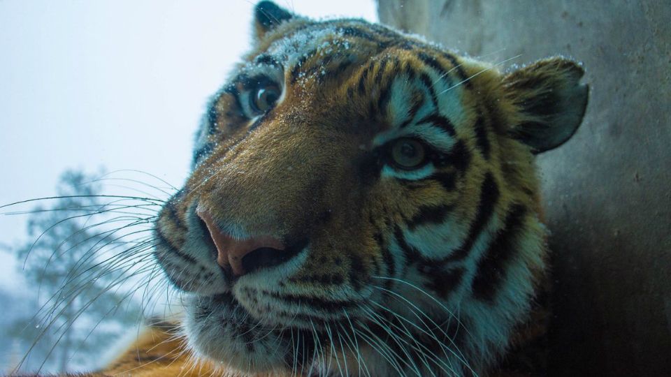 Buffalo Zoo Mourning Loss of 11-Year-Old Tiger