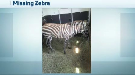 Missing Pet Zebra