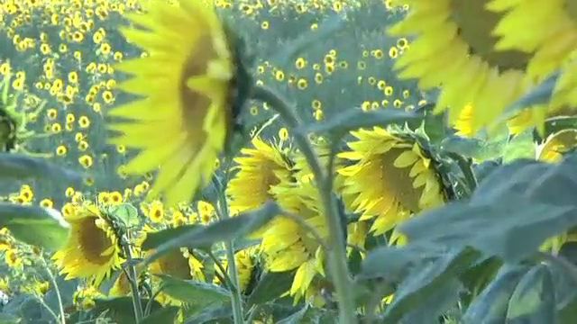 Sights and Sounds of Summer in Italy